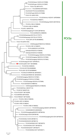Genetic and In Vitro Characteristics of a Porcine Circovirus Type 3 Isolate from Northeast China