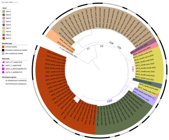 Comparative Genomics of Staphylococcus rostri, an Undescribed Bacterium ...