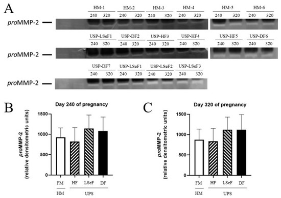 Equine Placentitis in Mares Induces the Secretion of Pro-Inflammatory ...