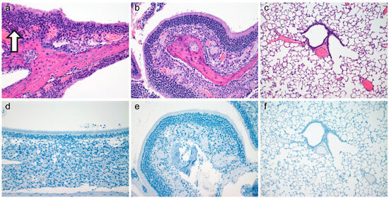 Histopathologic Characterization of Experimental Peracute SARS-CoV-2 ...