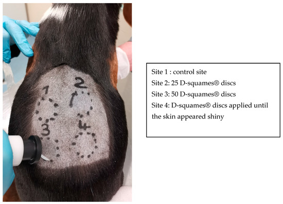 Macroscopic Skin Examination Can Determine the Number of Strips ...