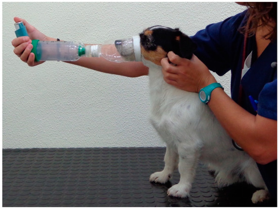 Comparative Study of Inhaled Fluticasone Versus Oral Prednisone in 30 ...