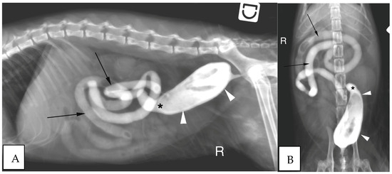 Congenital Partial Colonic Agenesis in Dogs and Cats: Clinical ...