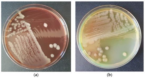 The Bacteriophages Therapy of Interdigital Pyoderma Complicated by ...