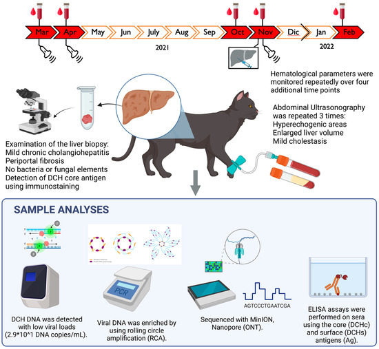 Hepadnavirus Infection in a Cat with Chronic Liver Disease: A Multi ...