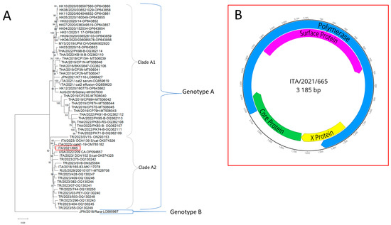 Hepadnavirus Infection in a Cat with Chronic Liver Disease: A Multi ...