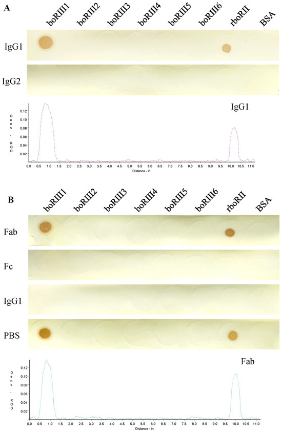 Identification of the Linear Fc-Binding Site on the Bovine IgG1 Fc ...
