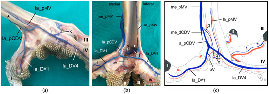 Veterinary Sciences | Free Full-Text | Blood Vessel Topography of the ...