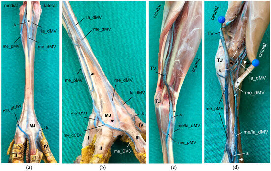 Veterinary Sciences | Free Full-Text | Blood Vessel Topography of the ...