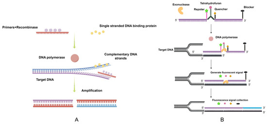 Veterinary Sciences | Free Full-Text | Establishment and Application ...