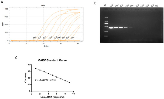 Detection and Phylogenetic Analysis of Caprine Arthritis Encephalitis ...