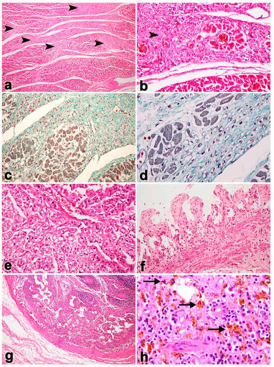 Characterizations of Elephant Endotheliotropic Herpesvirus Type 1A and ...