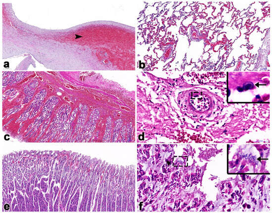 Characterizations of Elephant Endotheliotropic Herpesvirus Type 1A and ...