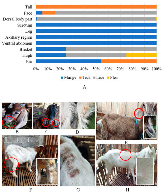 Ectoparasites Infestation to Small Ruminants and Practical Attitudes ...
