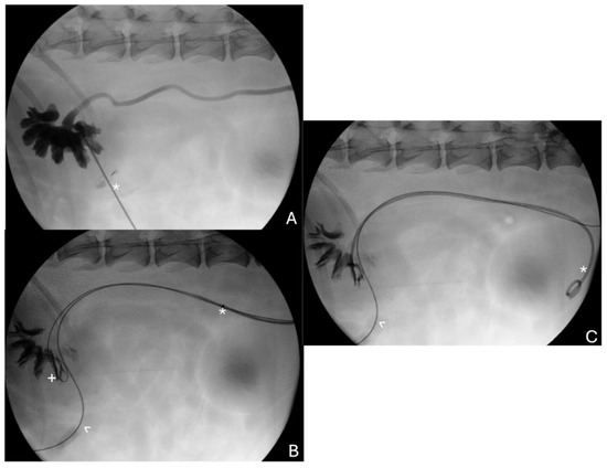 Canine Prostate Cancer: Current Treatments and the Role of ...