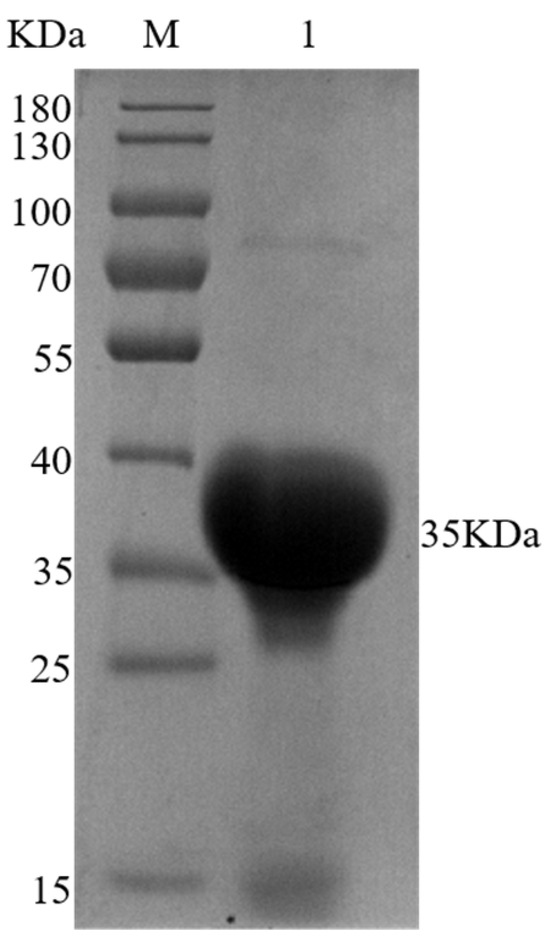 The Establishment of a Novel γ-Interferon In Vitro Release Assay for ...