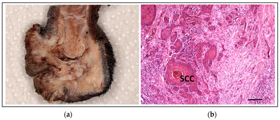 Clinical Use of Molecular Biomarkers in Canine and Feline Oncology ...
