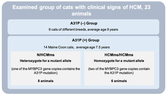 Influence of Clinical Aspects and Genetic Factors on Feline HCM ...