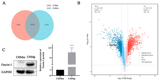 Fascin-1 Promotes Cell Metastasis through Epithelial–Mesenchymal ...