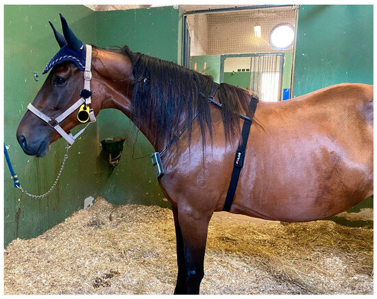 Veterinary Sciences | Free Full-Text | Transcutaneous Auricular Vagal ...