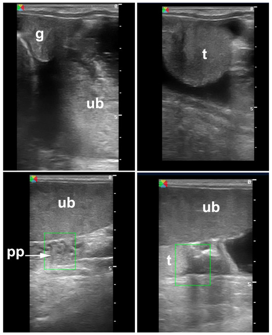 Diagnostic Approach to Equine Testicular Disorders