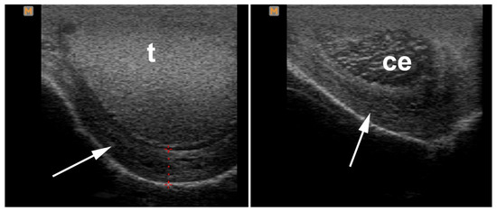Diagnostic Approach to Equine Testicular Disorders