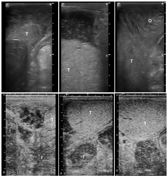 Diagnostic Approach to Equine Testicular Disorders