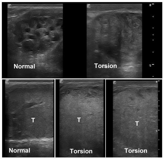 Diagnostic Approach to Equine Testicular Disorders