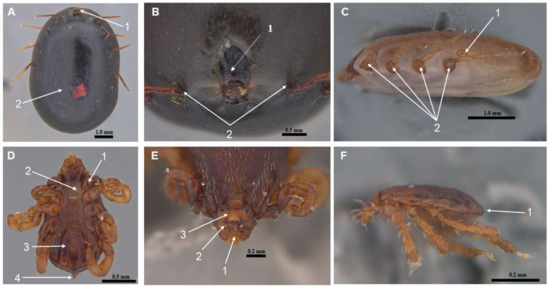 Characterization and Seasonal Dynamics of Tick Populations in Dairy ...