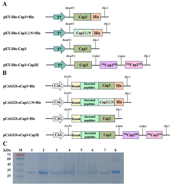 The PCV3 Cap Virus-like Particle Vaccine with the Chimeric PCV2 ...