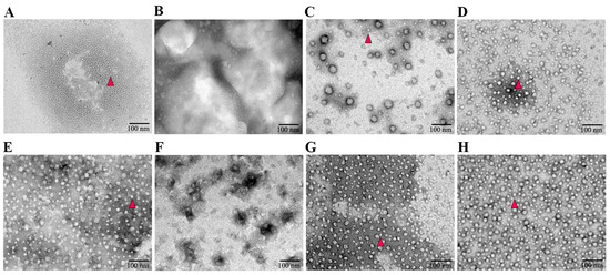 The PCV3 Cap Virus-like Particle Vaccine with the Chimeric PCV2 ...