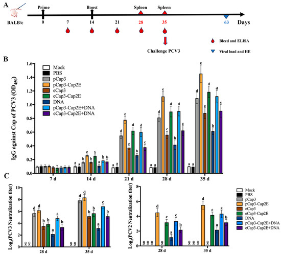 The PCV3 Cap Virus-like Particle Vaccine with the Chimeric PCV2 ...