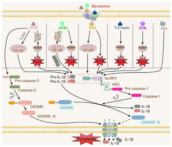 Veterinary Sciences | Free Full-Text | The Novel Role of the NLRP3 ...