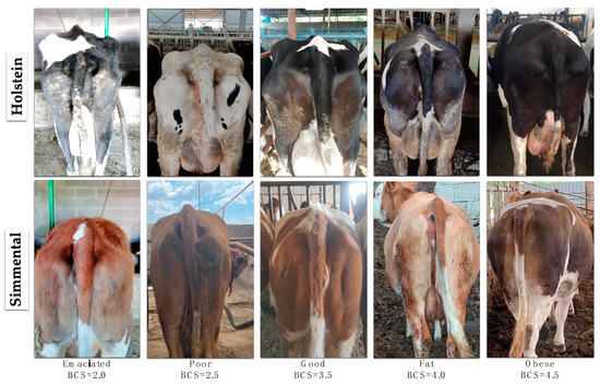 Automated Classification System Based on YOLO Architecture for Body ...