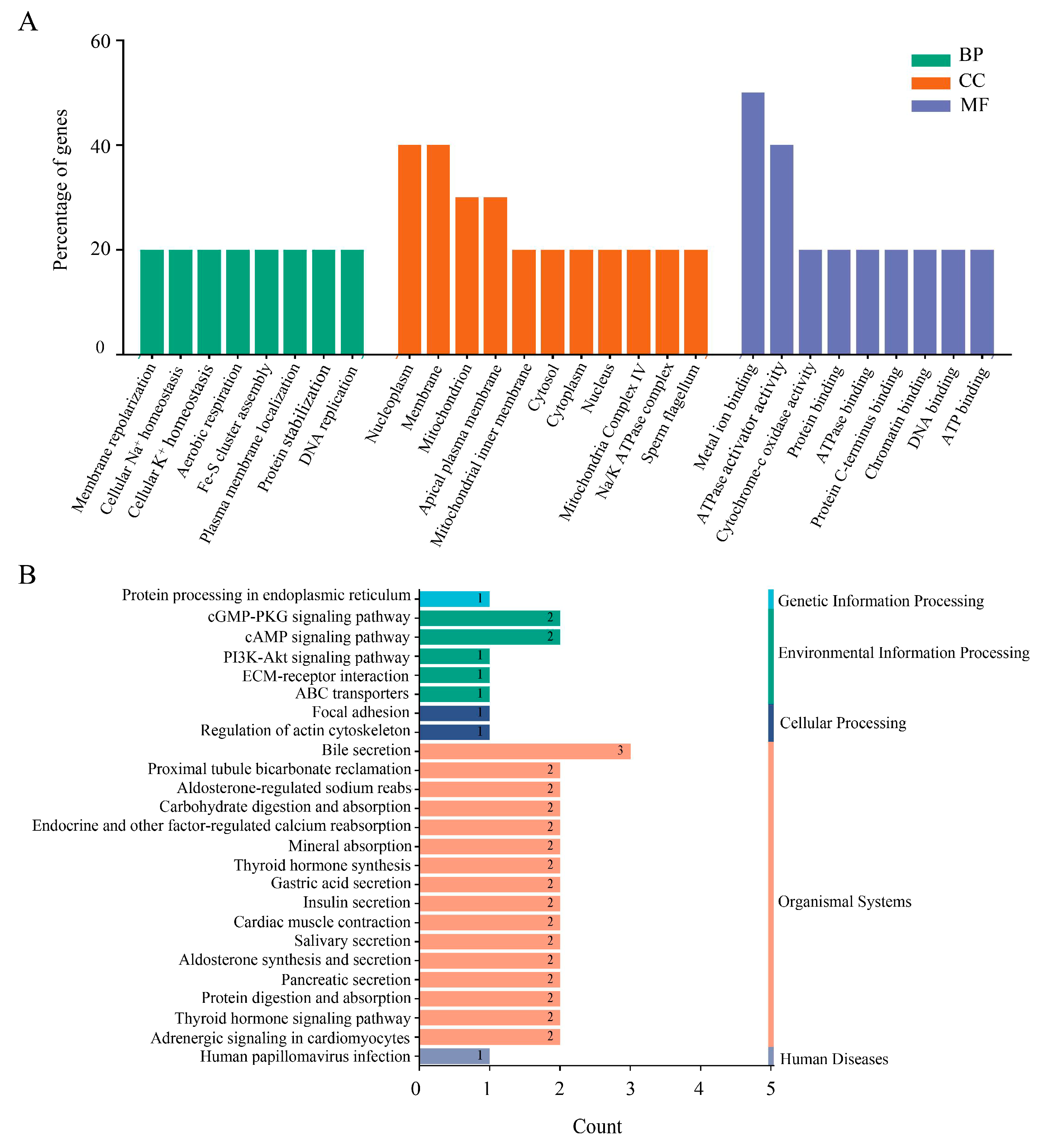 Interaction Network Characterization of Infectious Bronchitis Virus ...