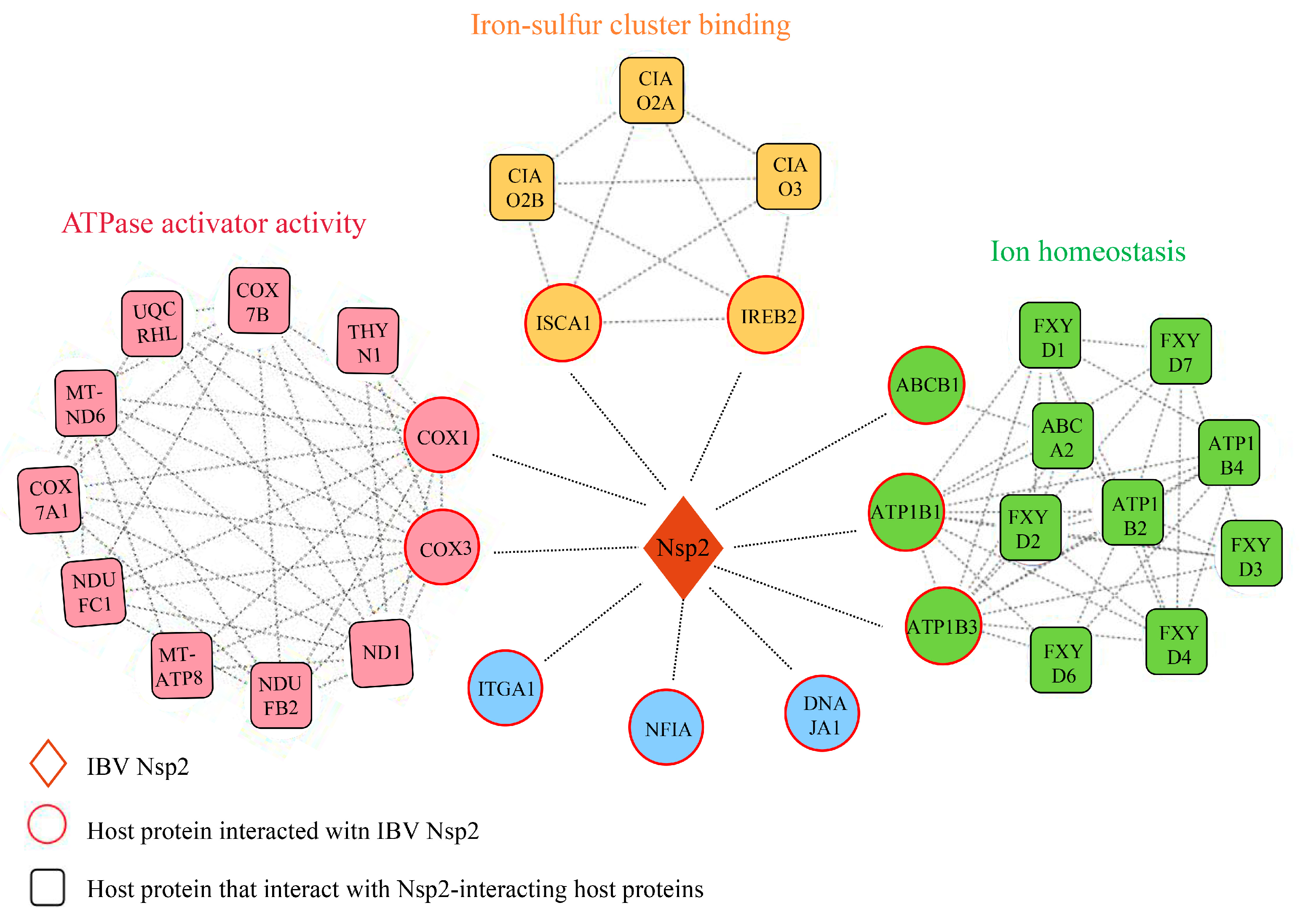Interaction Network Characterization of Infectious Bronchitis Virus ...