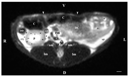 MRI Investigation of Kidneys, Ureters and Urinary Bladder in Rabbits