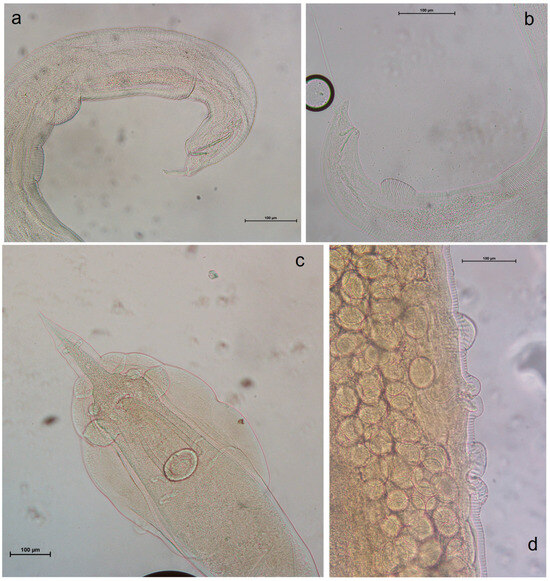 Helminthofauna Diversity in Synanthropic Rodents of the Emilia-Romagna ...