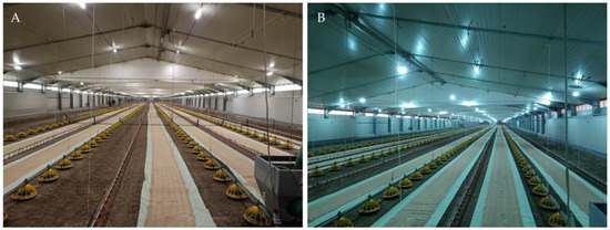 Effect of a Broiler-Specific Light Spectrum on Growth Performance and ...