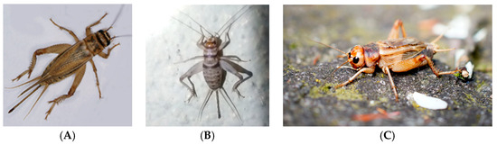 What Veterinarians Need to Know About the Newly-Emerging Field of ...