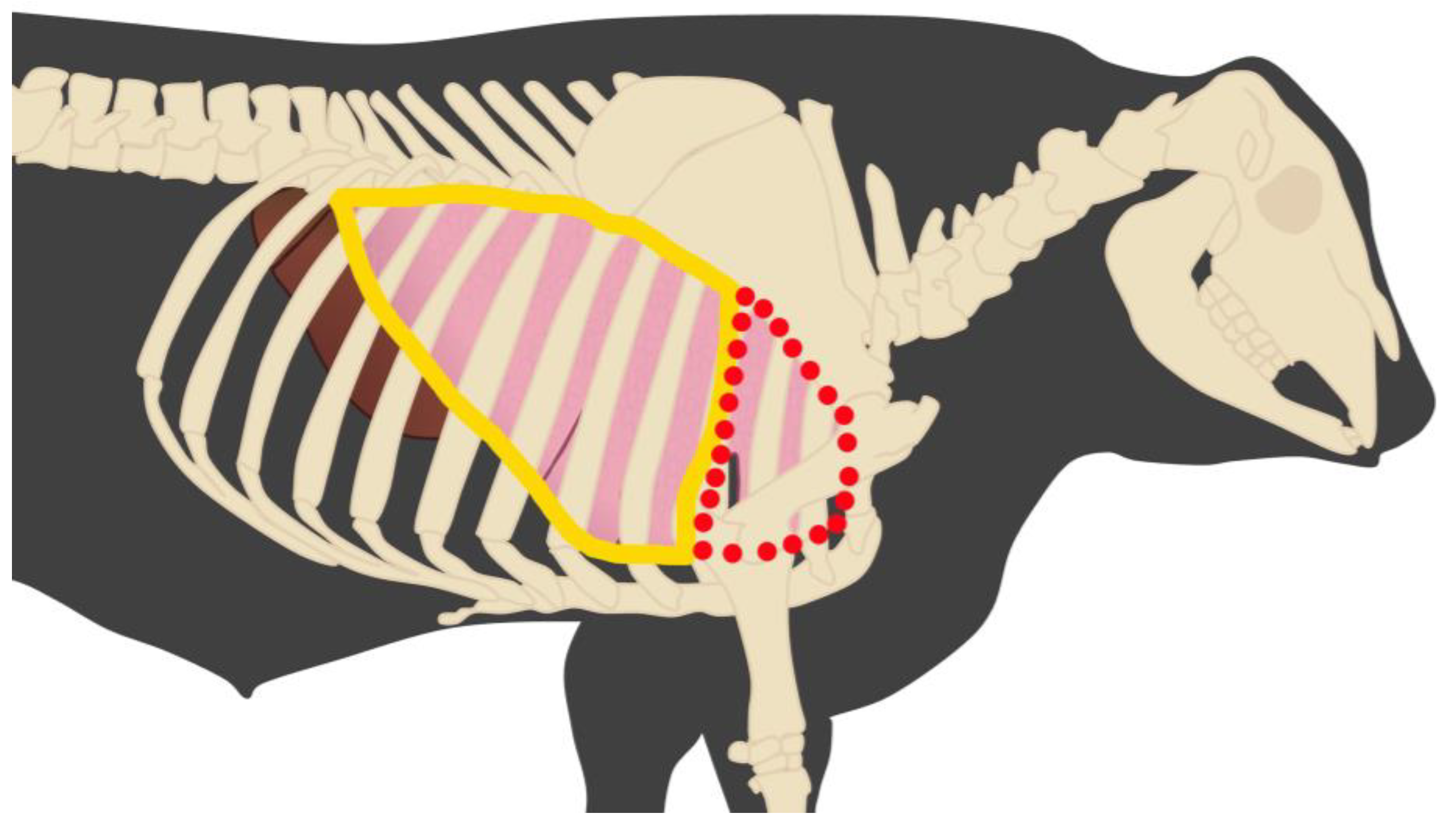 Thoracic Ultrasound in Cattle: Methods, Diagnostics, and Prognostics