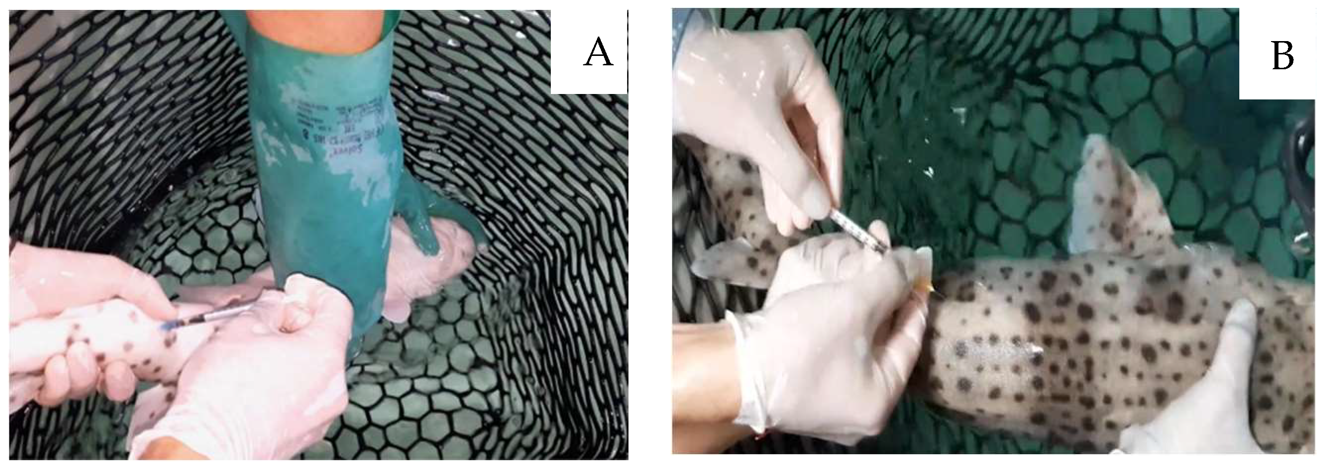 Voriconazole Pharmacokinetics Administered at 4 mg/kg IM and IV in ...