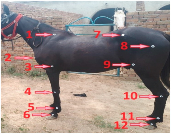 Evaluating Forelimb and Hindlimb Joint Conformation of Morna Racehorses ...