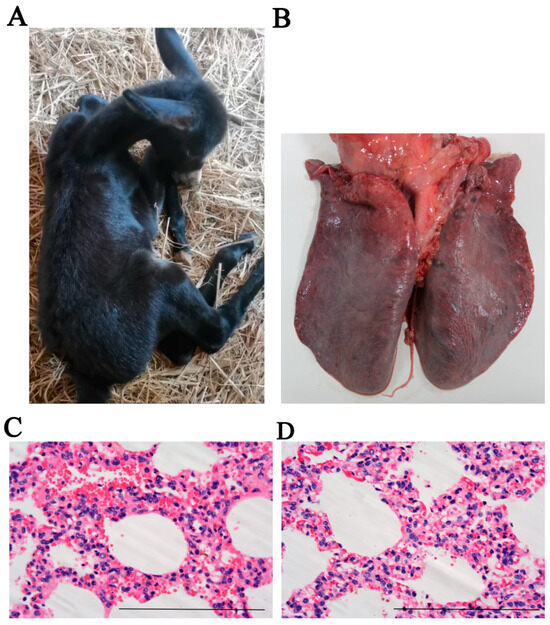 Equine Herpesvirus-1 Induced Respiratory Disease in Dezhou Donkey Foals ...