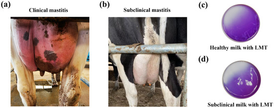 Difference Analysis on Virulence Genes, Biofilms and Antimicrobial Susceptibility of Escherichia ...