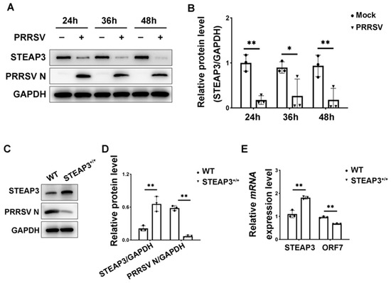 STEAP3 Inhibits Porcine Reproductive and Respiratory Syndrome Virus ...