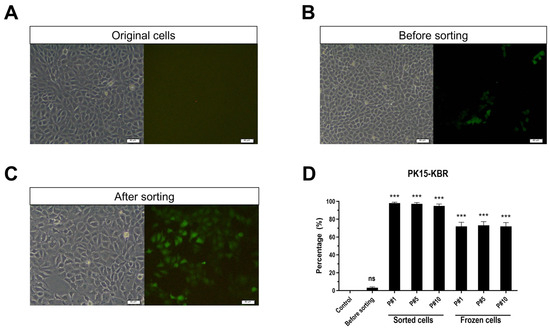 Utilizing NF-κB Signaling in Porcine Epithelial Cells to Identify a ...