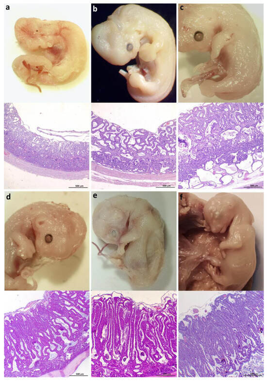 Histological Changes in the Cat Placenta Throughout Gestation