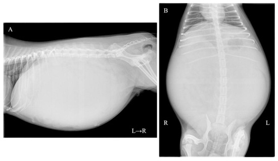 A Massive Adenoma of the Uterine Tube in a Young Intact Female Dog ...