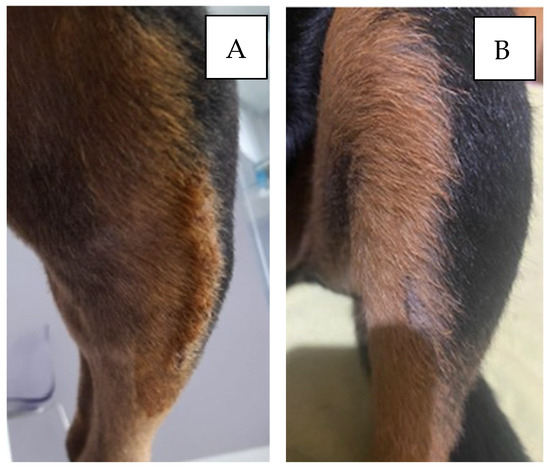 Comparison of Surgical Site Infection (SSI) Rates in Dogs Undergoing ...